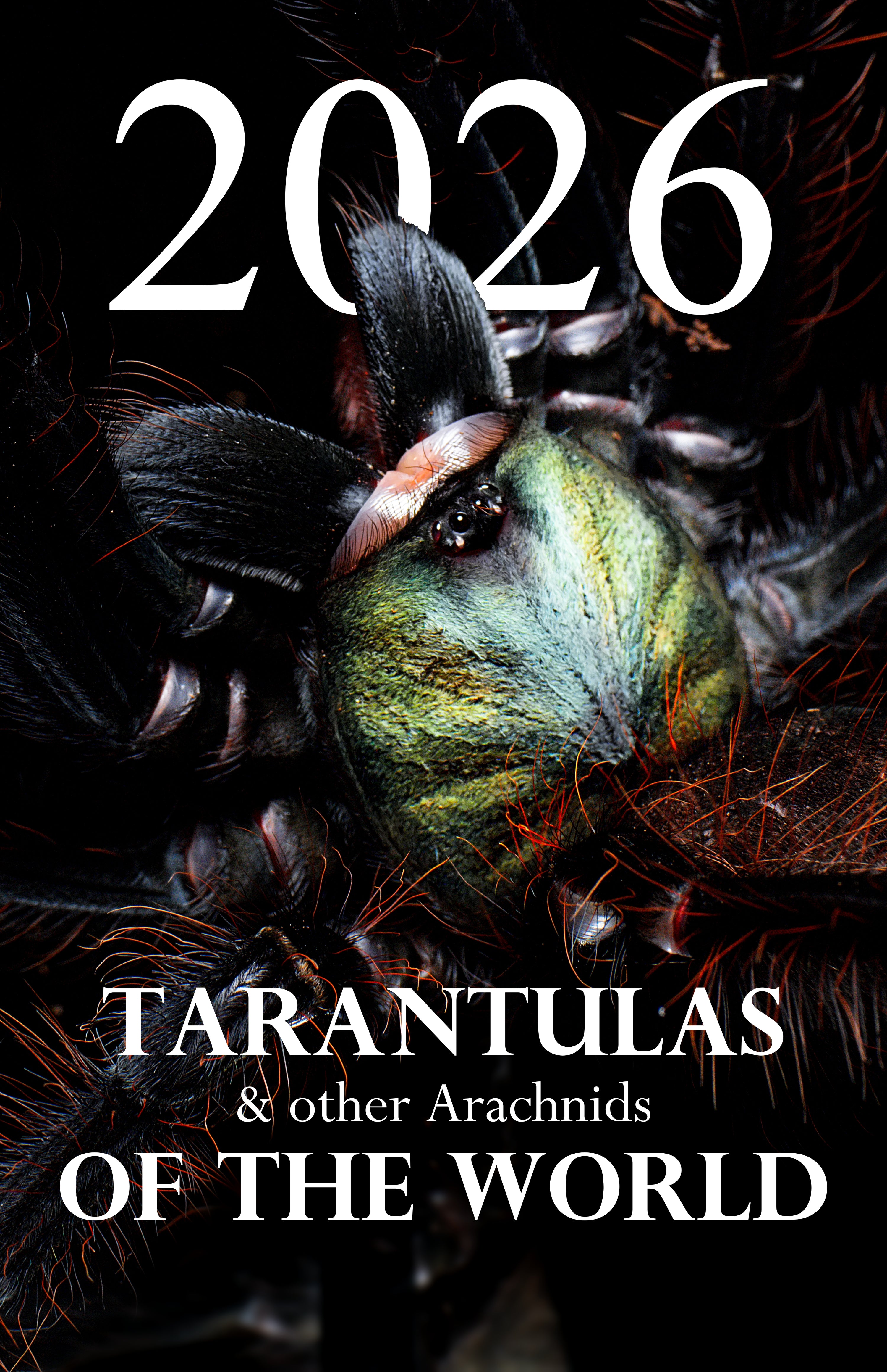 Tarantula and Arachnid Calendars and Prints by Ectotherm Aesthetics